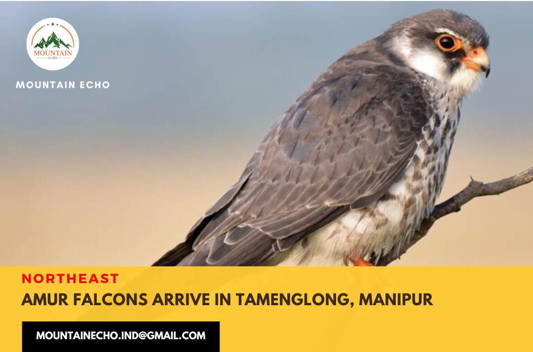Amur Falcons arrive in Tamenglong, scientists to tag the birds for study