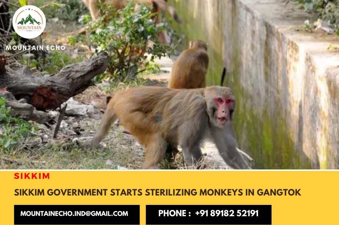 Sikkim government started to sterilize monkeys in Gangtok